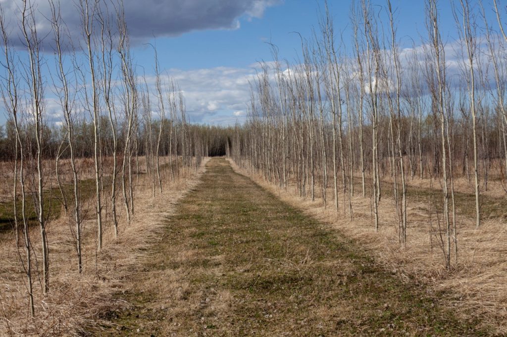 Tower Poplar - Wild West Dirt Works Ltd.