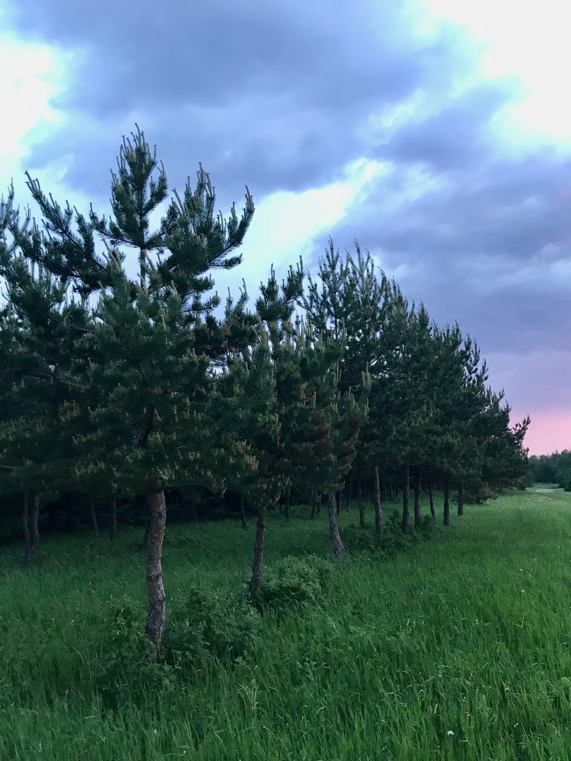 Scotch Pine - Wild West Dirt Works Ltd.