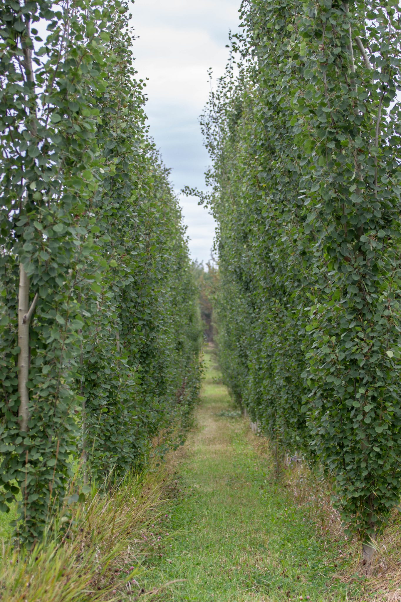 Tower Poplar - Wild West Dirt Works Ltd.