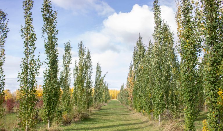 Tower Poplar - Wild West Dirt Works Ltd.