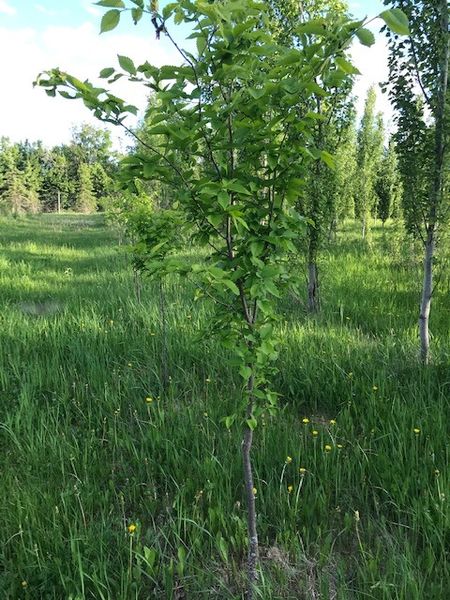 American Elm - Wild West Dirt Works Ltd.