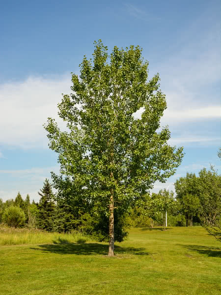 Northwest Poplar - Wild West Dirt Works Ltd.