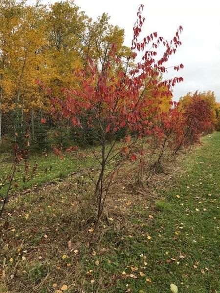 Pincherry - Wild West Dirt Works Ltd.